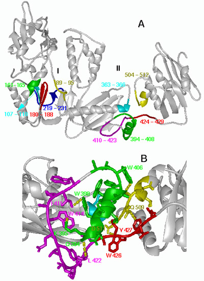 Directions of Motions in HIV Reverse Transcriptase